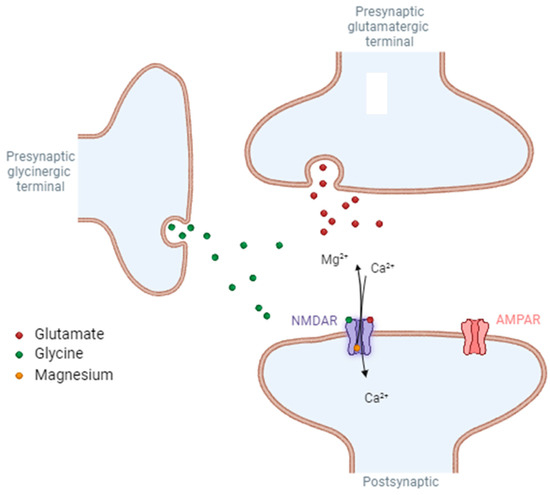 NMDA Receptors: Distribution, Role, and Insights into Neuropsychiatric ...