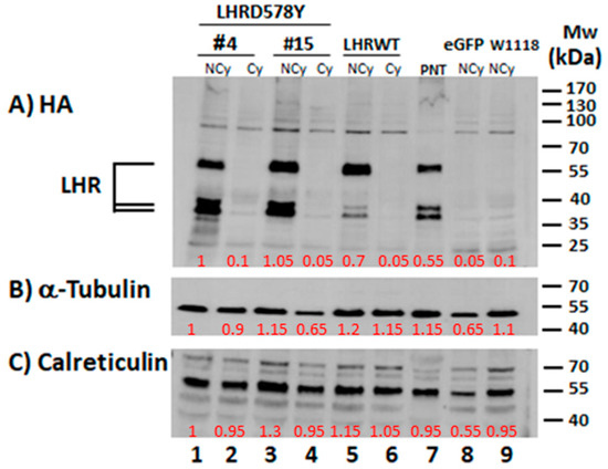 Transgenic Drosophila Expressing Active Human LH Receptor in the Gonads ...