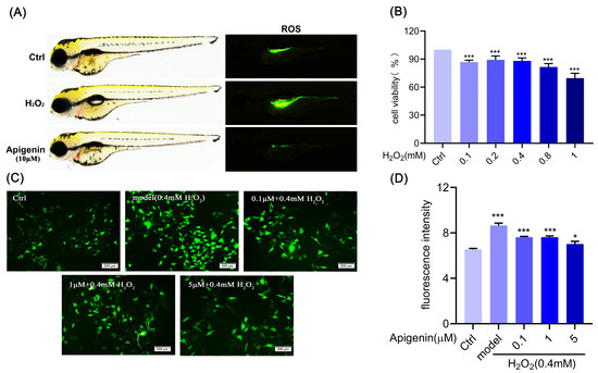 Apigenin Ameliorates H2O2-Induced Oxidative Damage in Melanocytes ...