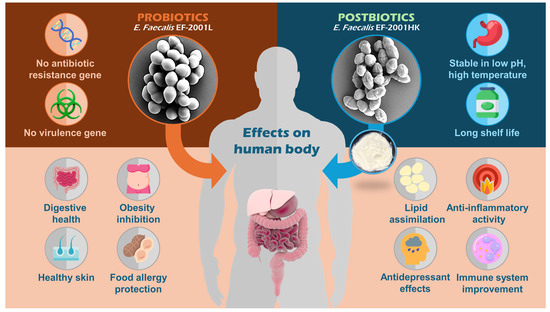 Probiotic and Postbiotic Potentials of Enterococcus faecalis EF-2001: A ...