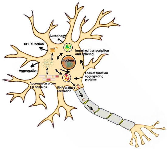 Amyotrophic Lateral Sclerosis: Insights and New Prospects in Disease ...