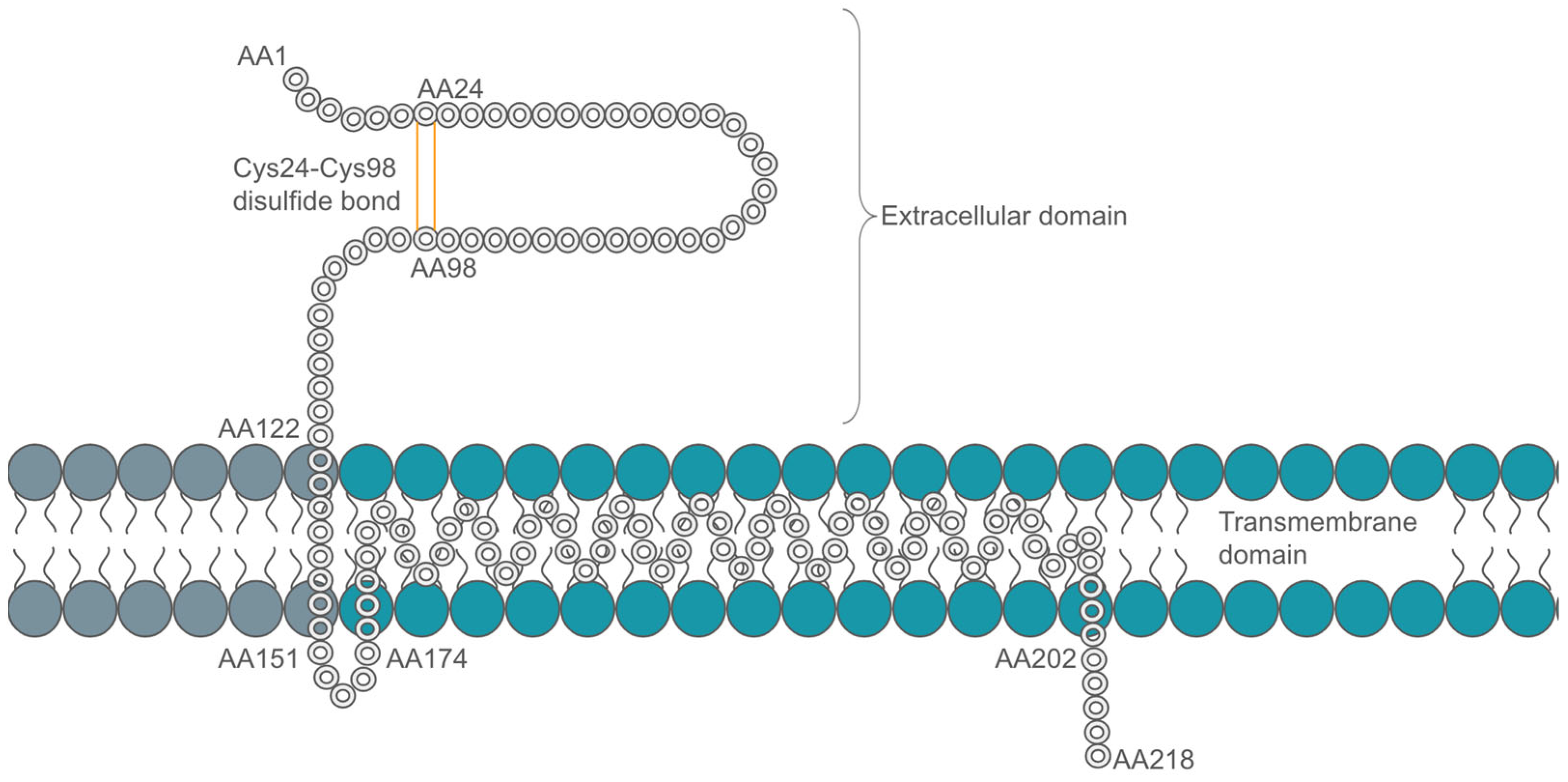 In Silico Modeling of Myelin Oligodendrocyte Glycoprotein Disulfide ...