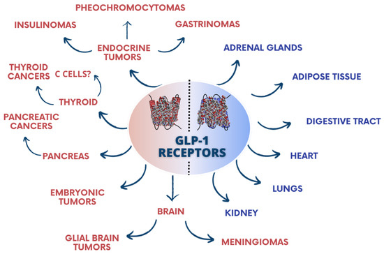 GLP-1 Receptor Agonists: A Promising Therapy for Modern Lifestyle ...