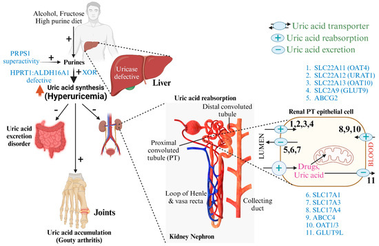 The Therapeutic Management of Chemical and Herbal Medications on Uric ...