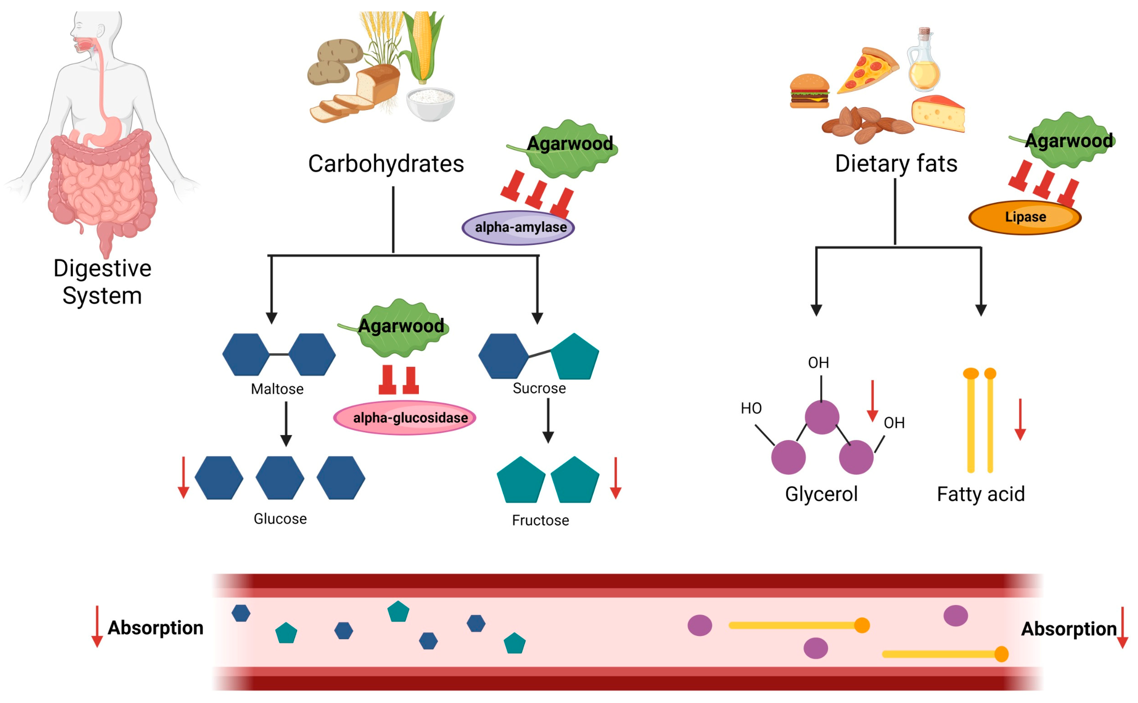 The Potential Therapeutic Use of Agarwood for Diabetes: A Scoping Review