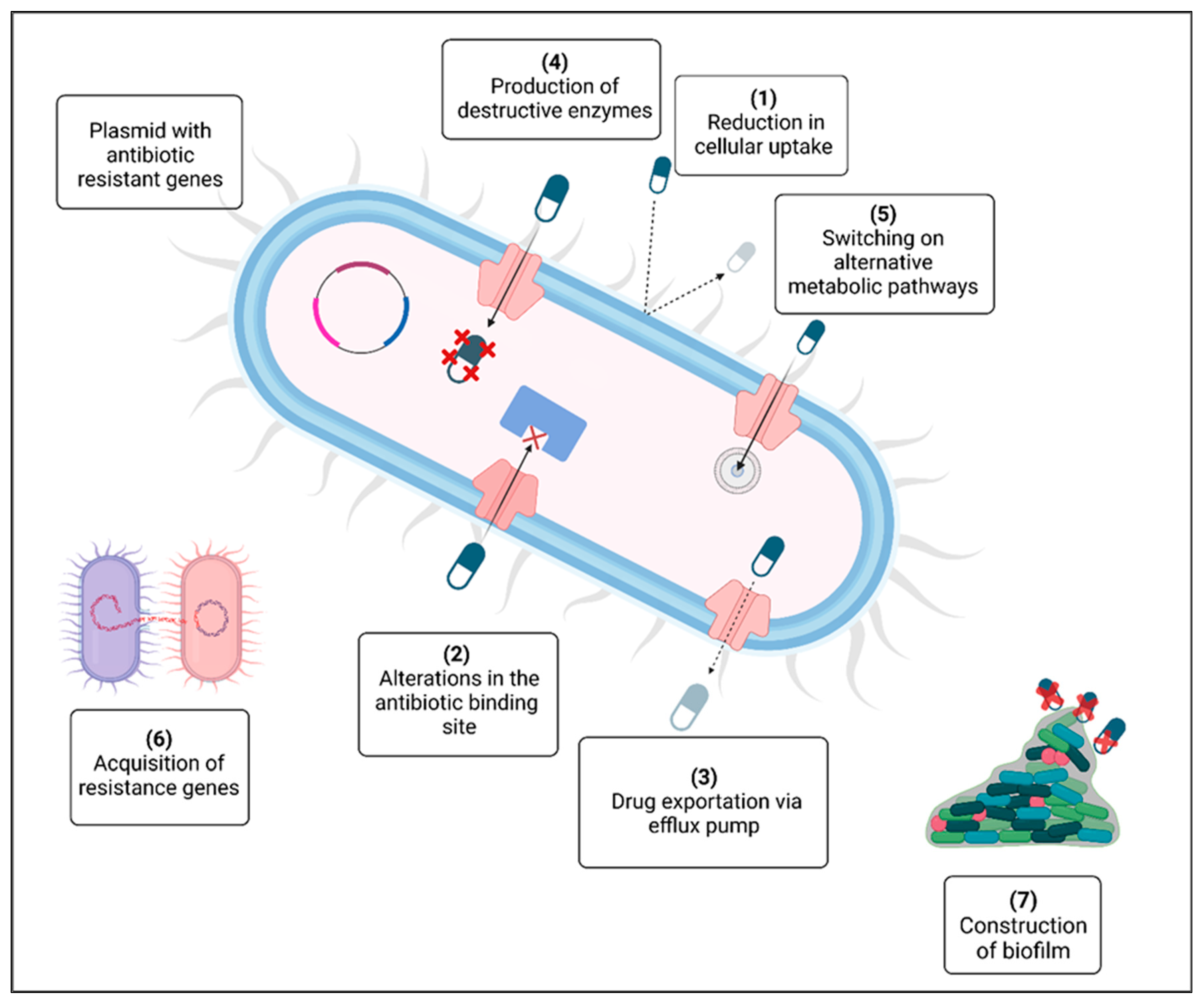 Antimicrobial Peptides: The Game-Changer in the Epic Battle Against ...