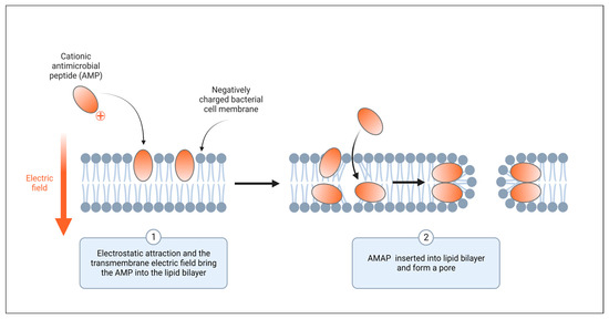 Antimicrobial Peptides: The Game-Changer in the Epic Battle Against ...