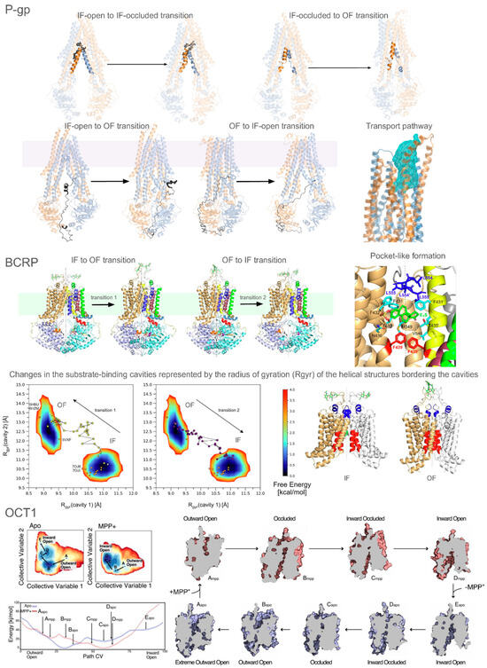 ATP-Binding Cassette and Solute Carrier Transporters: Understanding ...