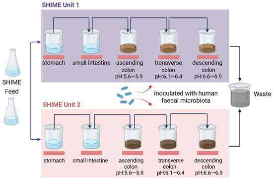 Simulator of the Human Intestinal Microbial Ecosystem (SHIME®): Current ...