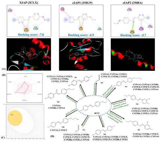 An Azomethine Derivative, BCS3, Targets XIAP and cIAP1/2 to Arrest ...
