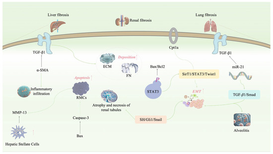 Rhein: An Updated Review Concerning Its Biological Activity ...