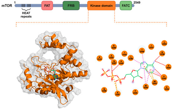 Targeting mTOR Kinase with Natural Compounds: Potent ATP-Competitive ...