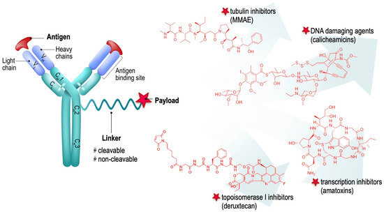 Immunoconjugates as an Efficient Platform for Drug Delivery: A ...