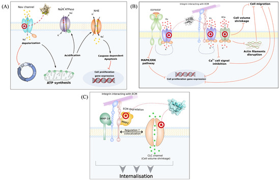The Significant Therapeutic Effects of Chinese Scorpion: Modern ...