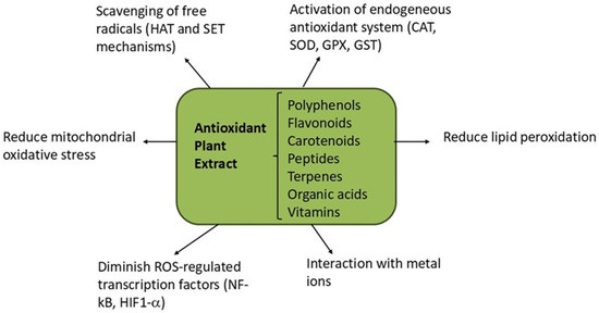 The Role of Antioxidant Plant Extracts’ Composition and Encapsulation ...