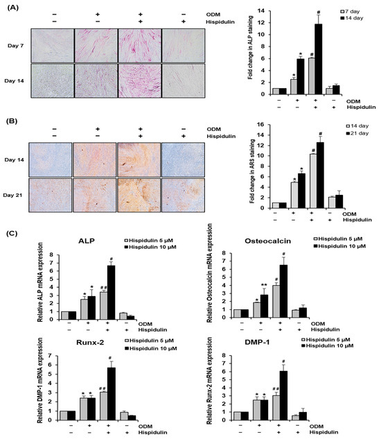 Effects of Hispidulin on the Osteo/Odontogenic and Endothelial ...