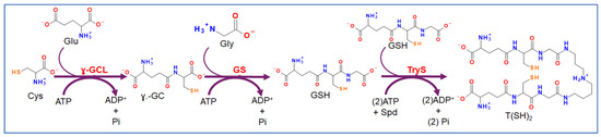 Repurposing the Antidiabetic Drugs Glyburide, Gliquidone, and Glipizide ...