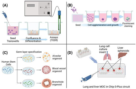 Two- and Three-Dimensional Culture Systems: Respiratory In Vitro Tissue ...