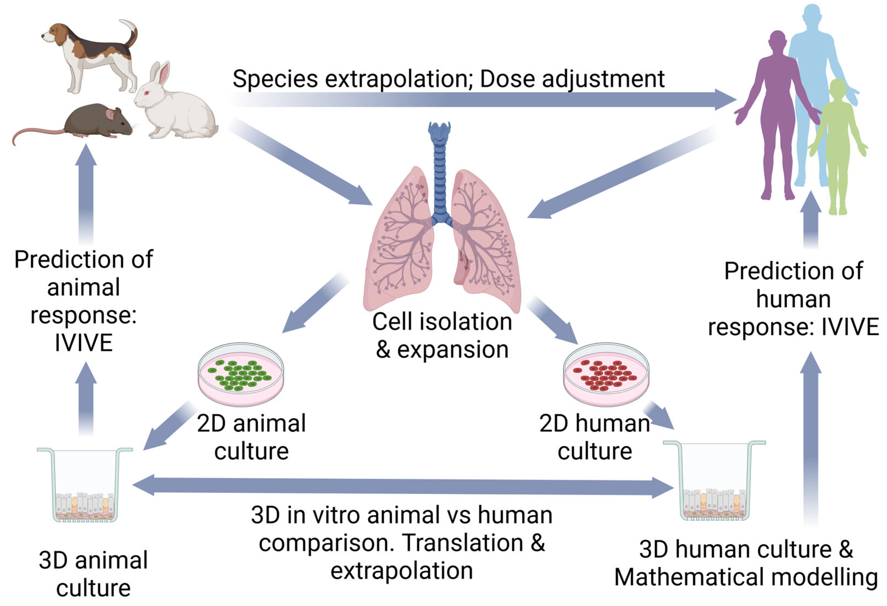 Two- and Three-Dimensional Culture Systems: Respiratory In Vitro Tissue ...