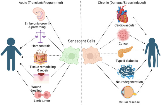 Cellular Senescence in Health, Disease, and Lens Aging