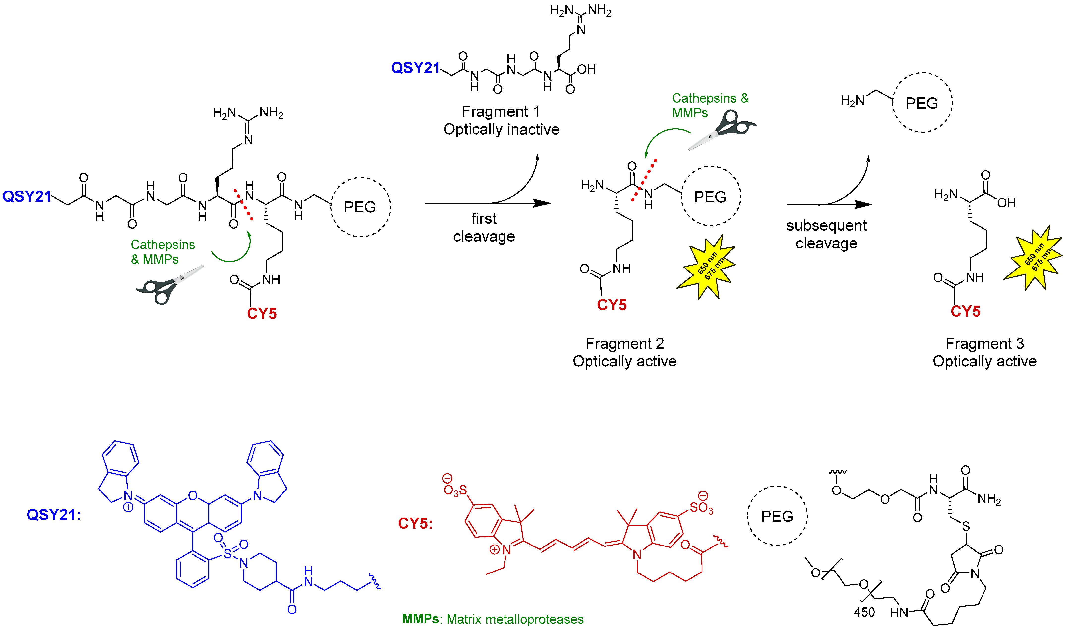 2024 FDA TIDES (Peptides and Oligonucleotides) Harvest