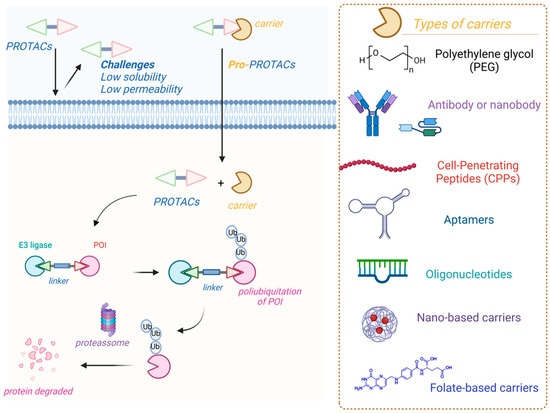 Prodrug Approach as a Strategy to Enhance Drug Permeability