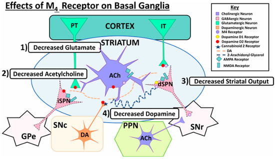 A New Era of Muscarinic Acetylcholine Receptor Modulators in ...