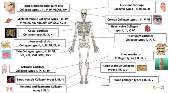 Advances in Molecular Function and Recombinant Expression of Human Collagen