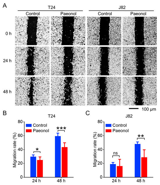 Paeonol Suppresses Bladder Cancer Progression via Apoptotic Pathways ...