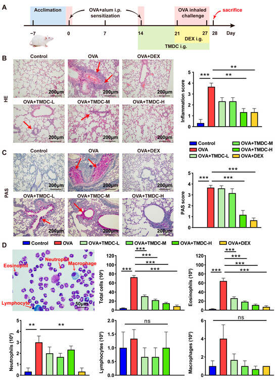 Tuo-Min-Ding-Chuan Decoction Alleviates Asthma via Spatial Regulation ...