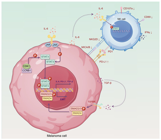 Natural Killer Cell Activation Signature Identifies Cyclin B1/CDK1 as a ...
