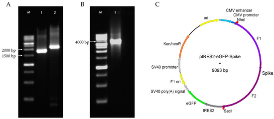 Efficient Delivery of SARS-CoV-2 Plasmid DNA in HEK-293T Cells Using ...
