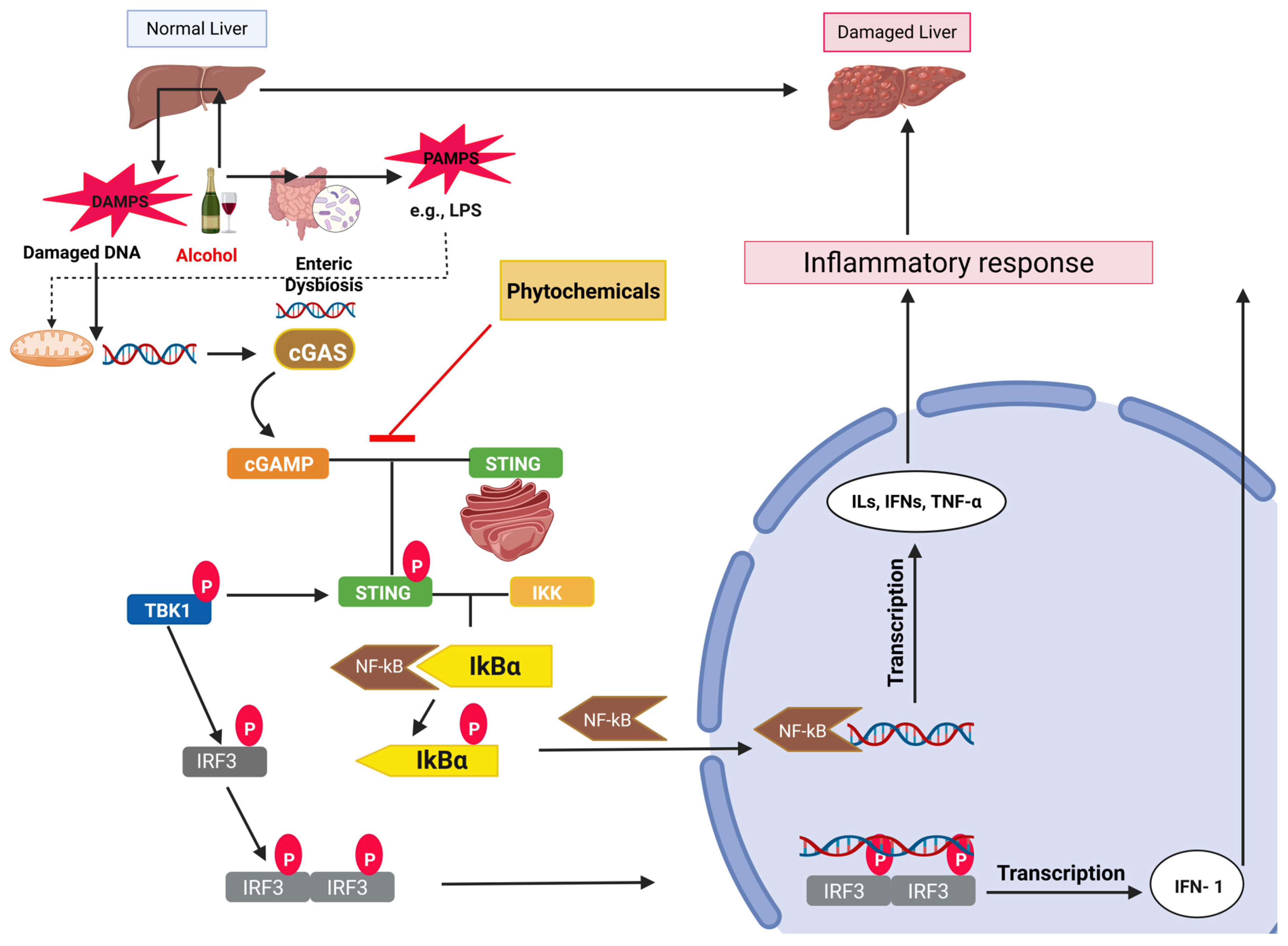 Phytochemicals Targeting Inflammatory Pathways in Alcohol-Induced Liver ...