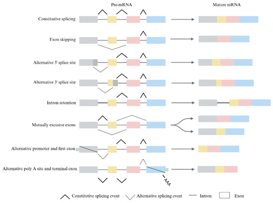 Epigenetic Regulation and Therapeutic Targeting of Alternative Splicing ...
