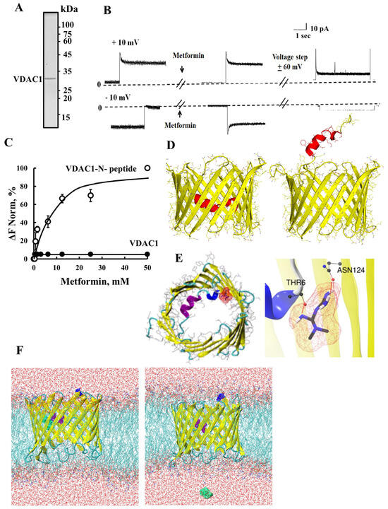 Metformin-Induced Apoptosis Is Mediated Through Mitochondrial VDAC1