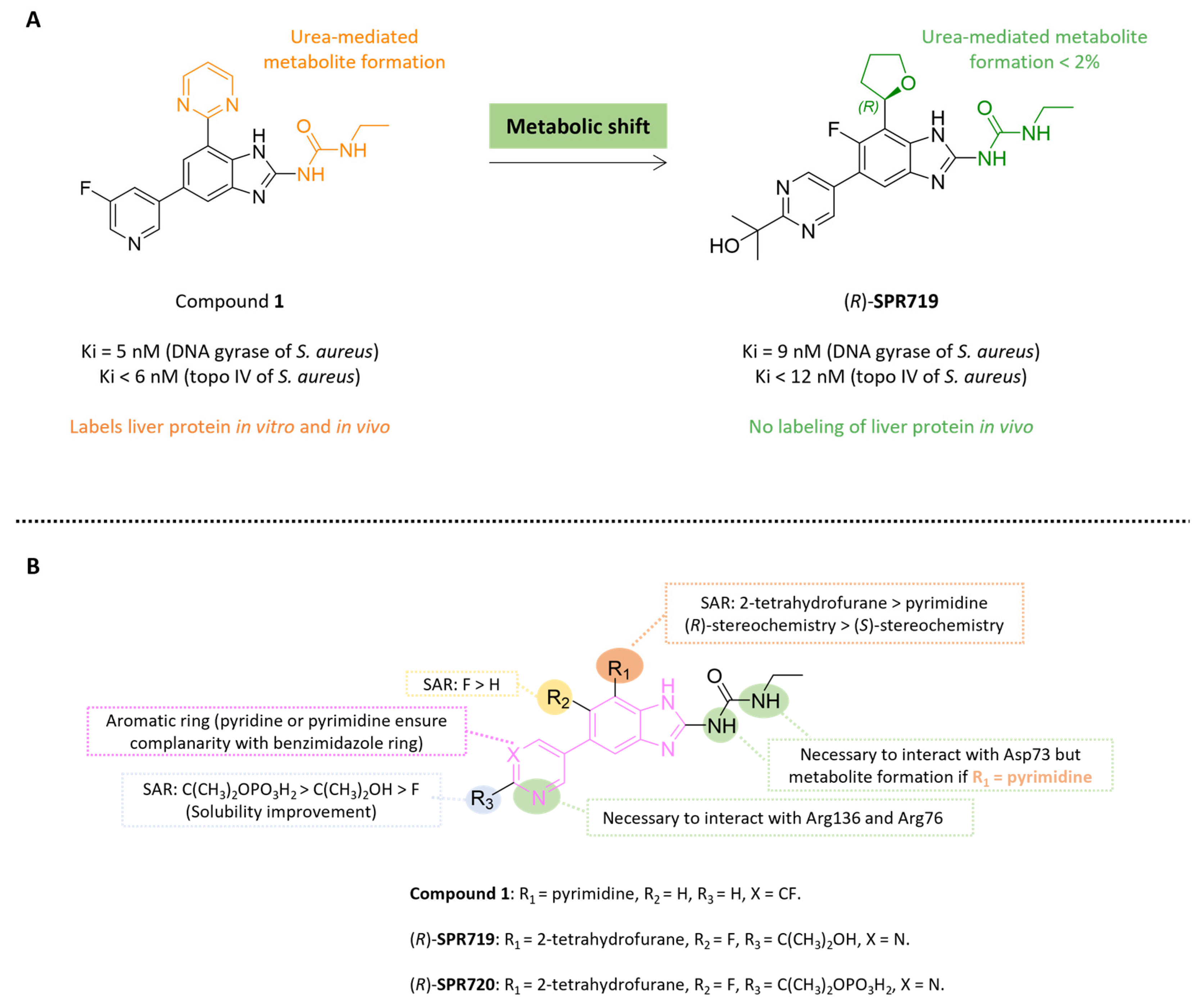 M. avium Complex Pulmonary Infections: Therapeutic Obstacles and ...