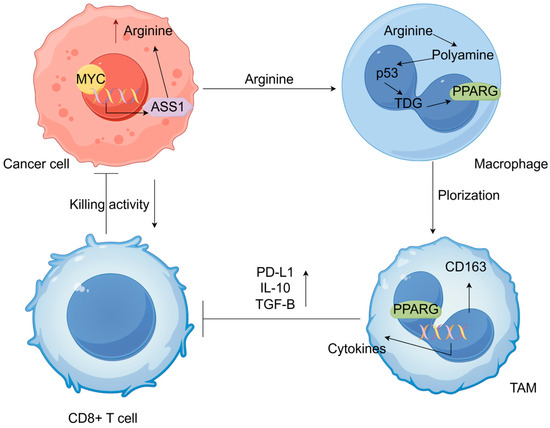 Beyond the Limit: MYC Mediates Tumor Immune Escape