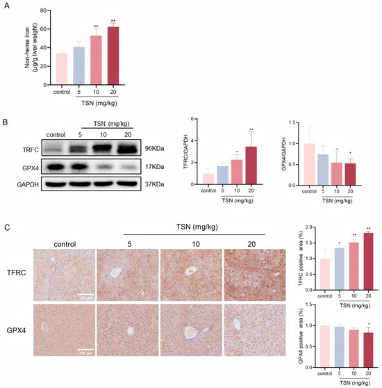 Toosendanin Induces Hepatotoxicity by Facilitating ALOX5-Mediated Lipid ...