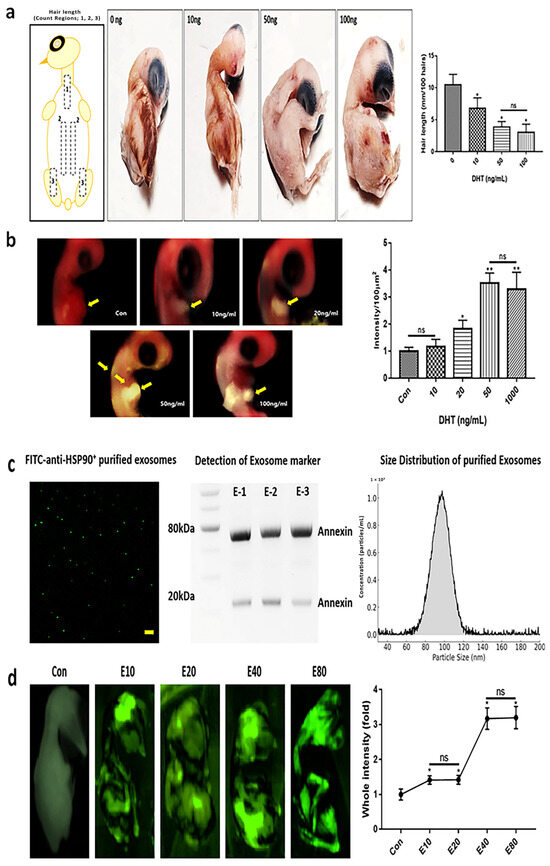 Hemp Seed-Derived Exosomes Protect Against Dihydrotestosterone-Induced ...
