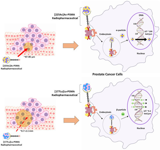 Targeted Alpha Therapy: Exploring the Clinical Insights into [225Ac]Ac ...