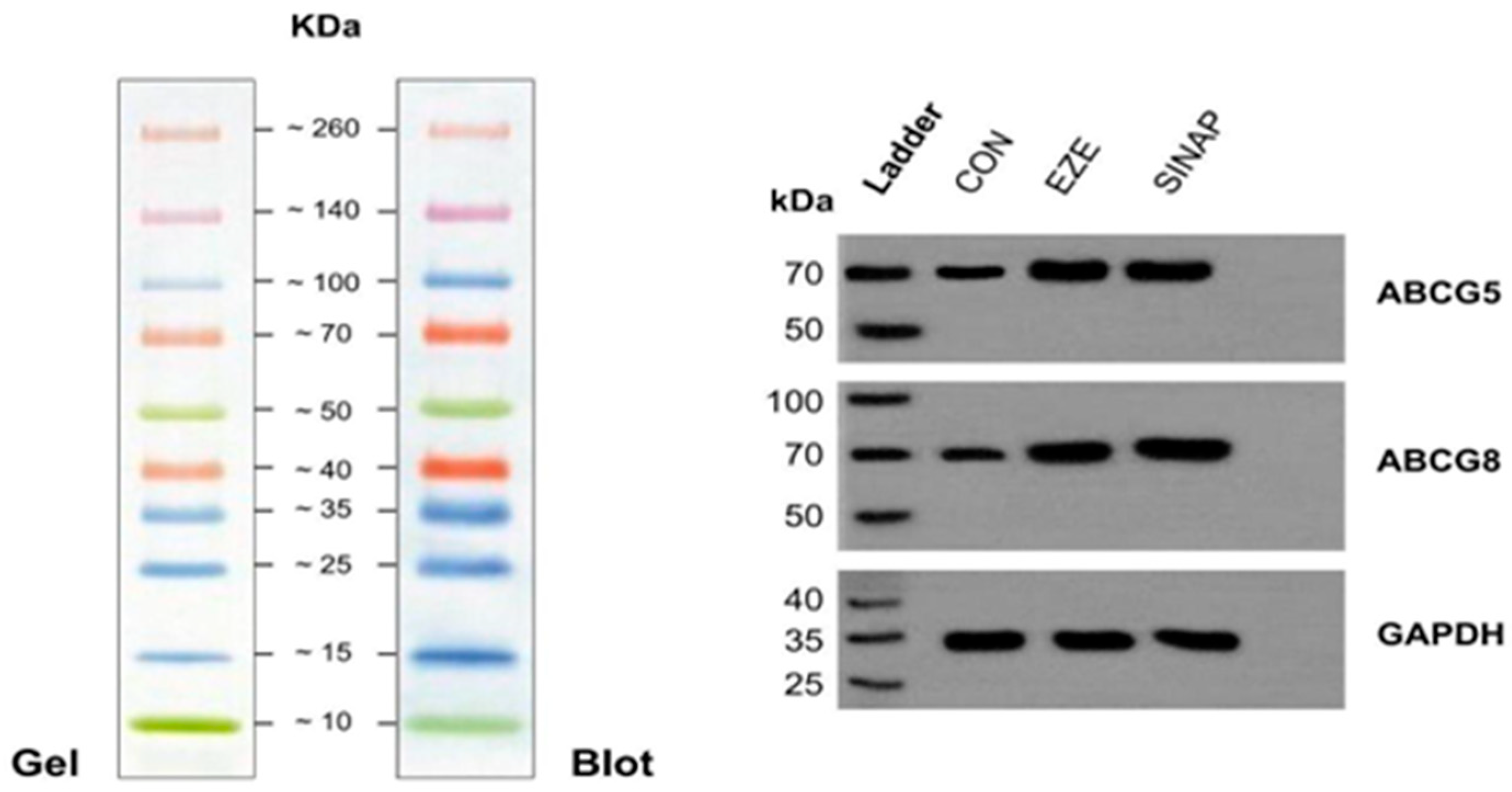 Sinapic Acid Regulates the LXRα–ABCG5/8 Axis in the Hepatocytes: A ...