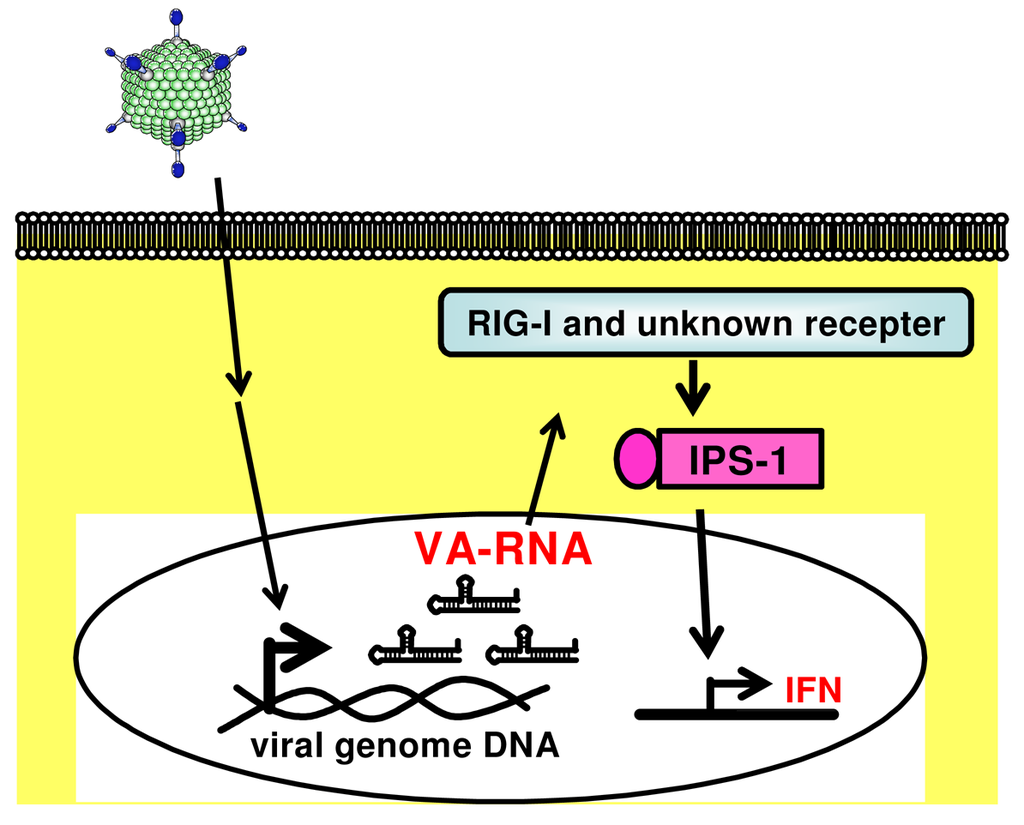 Adenovirus Vector-Derived VA-RNA-Mediated Innate Immune Responses