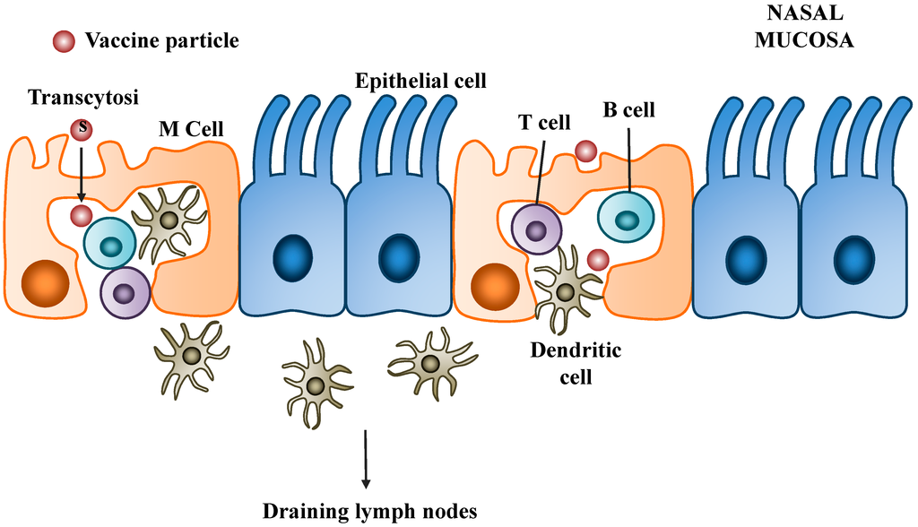 Pharmaceutics | Free Full-Text | Intranasal DNA Vaccine for Protection ...