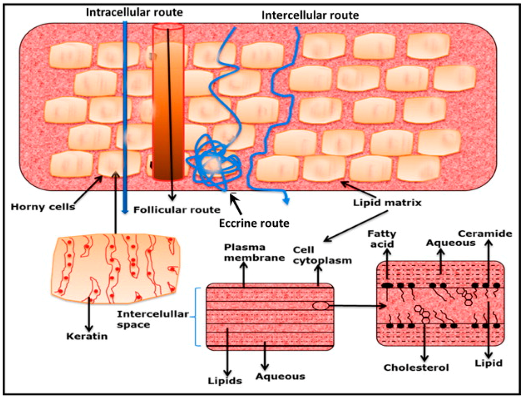 Transdermal Drug Delivery: Innovative Pharmaceutical Developments Based ...