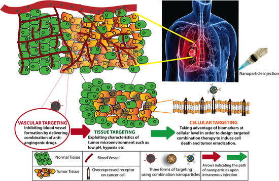 Pharmaceutics | Free Full-Text | Targeting Strategies for the ...