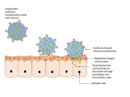 Pharmaceutics | Free Full-Text | An Overview of Chitosan Nanoparticles ... Pharmaceutics | Free Full-Text | An Overview of Chitosan Nanoparticles ...