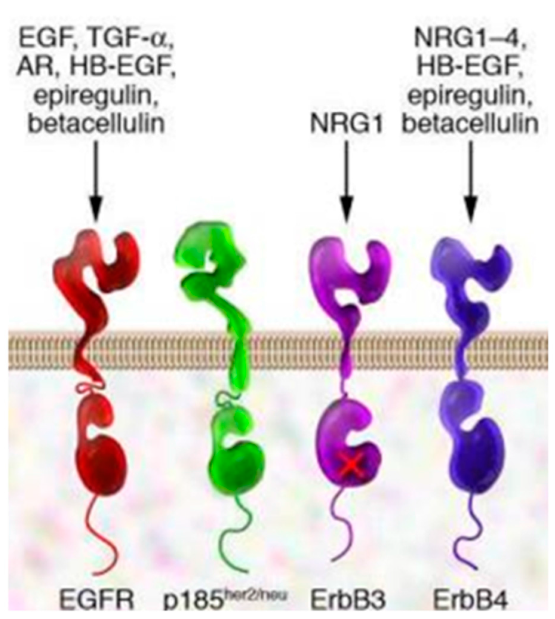 GE11 Peptide as an Active Targeting Agent in Antitumor Therapy: A ...