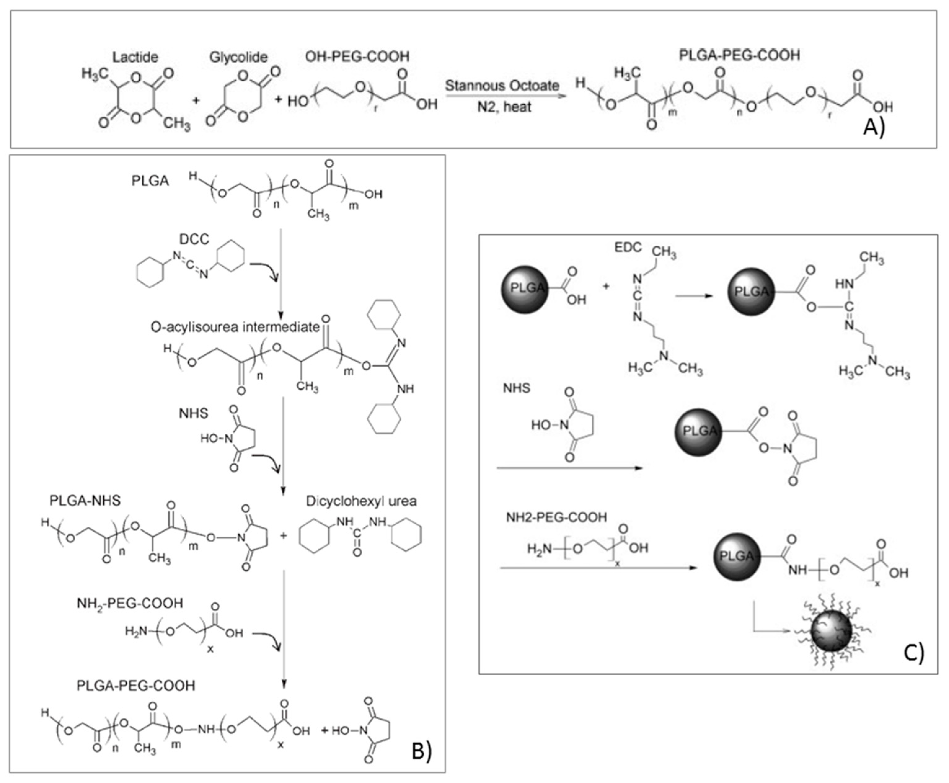 GE11 Peptide as an Active Targeting Agent in Antitumor Therapy: A ...