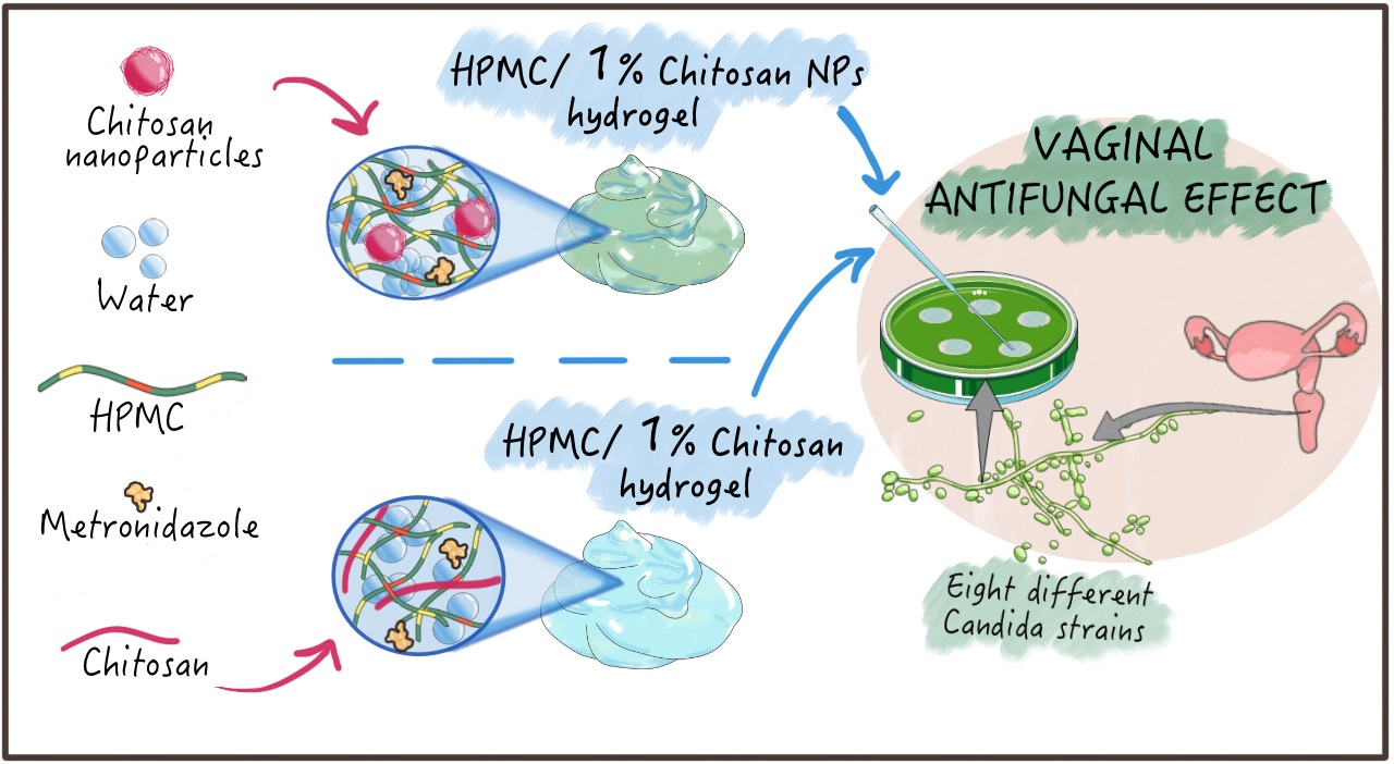 Pharmaceutics | Free Full-Text | Chitosan Loaded into a Hydrogel ...