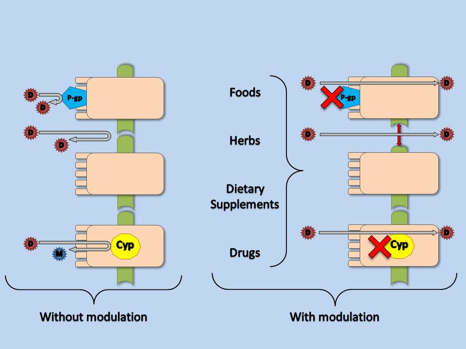 Pharmaceutics | Free Full-Text | Beneficial Pharmacokinetic Drug ...